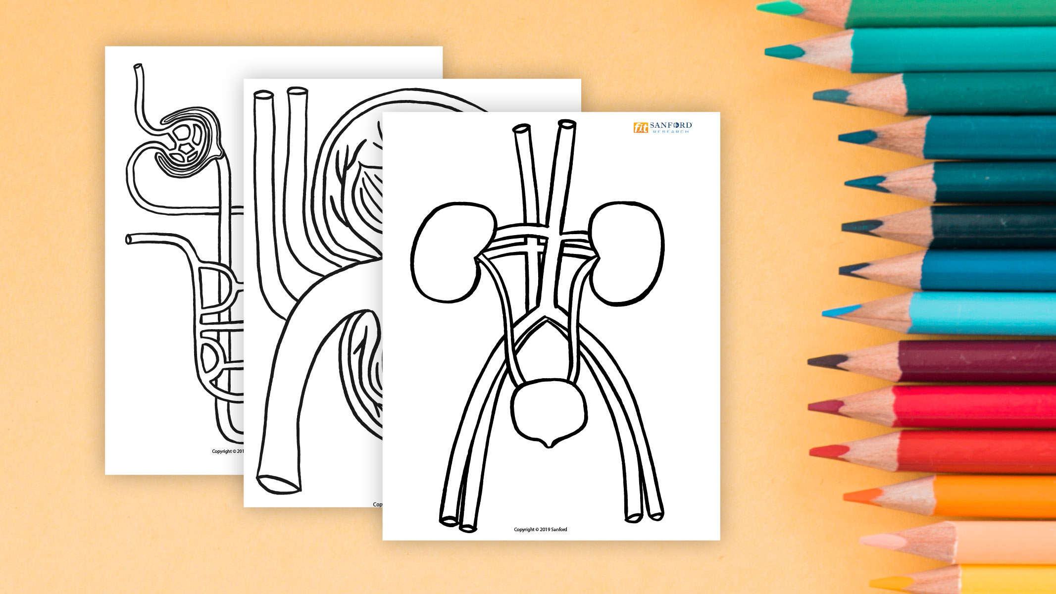 STEM Activity: Kidney Coloring Sheets | Sanford Fit